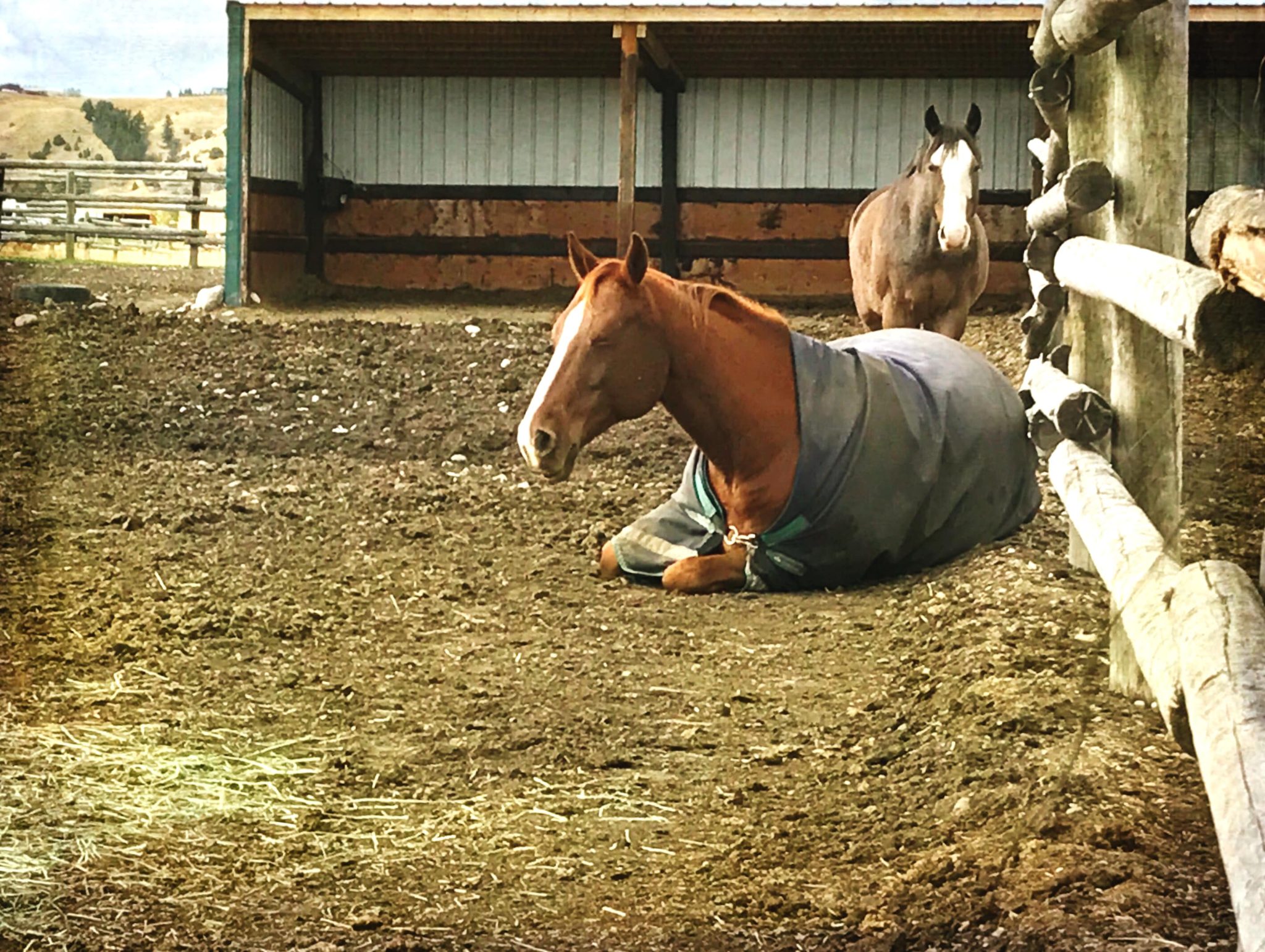 How Horses Sleep: A to Zzzz Guide to to Equine Rest