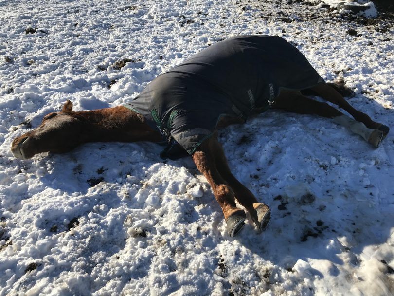 How Horses Sleep: A to Zzzz Guide to to Equine Rest