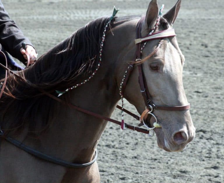 Say Yes to the Horse: 11 Best Breeds for First Time Horse Owners ...