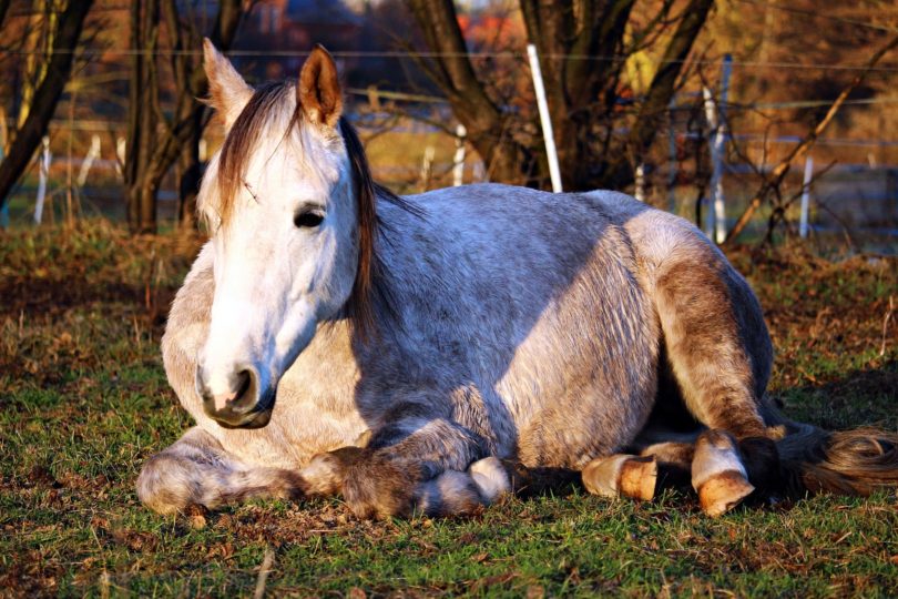 How Horses Sleep: A to Zzzz Guide to to Equine Rest
