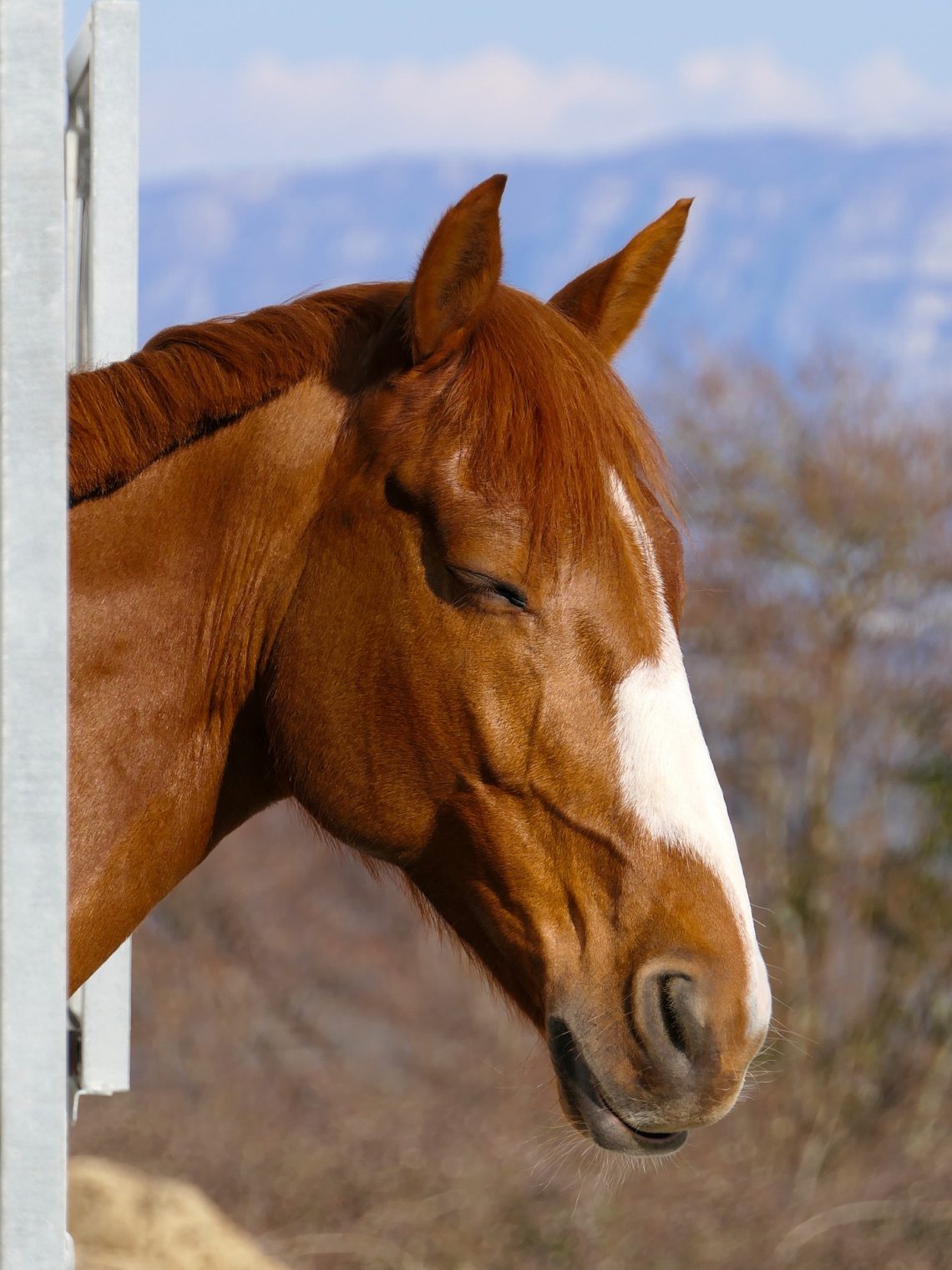 How Horses Sleep: A to Zzzz Guide to to Equine Rest