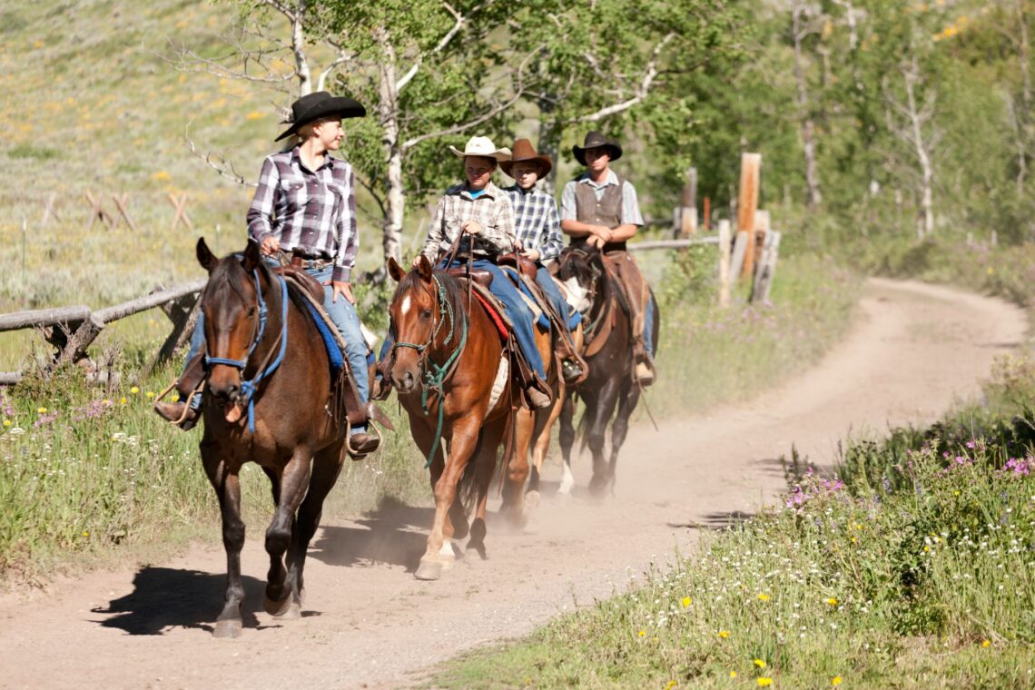 8 Best Saddle Pads for Trail Riding (And Happy Horses) - Horse Rookie