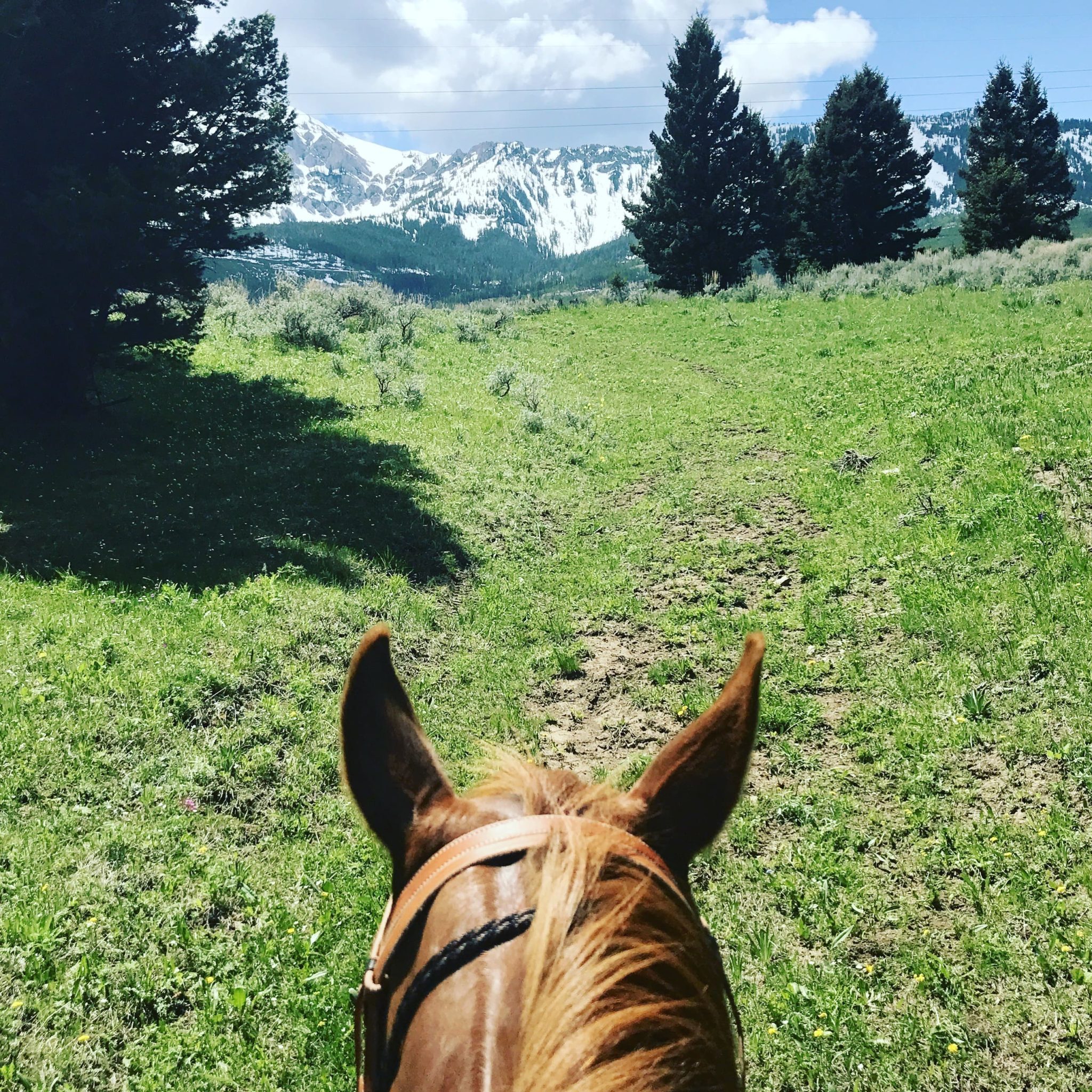 8 Best Saddle Pads for Trail Riding (And Happy Horses) - Horse Rookie