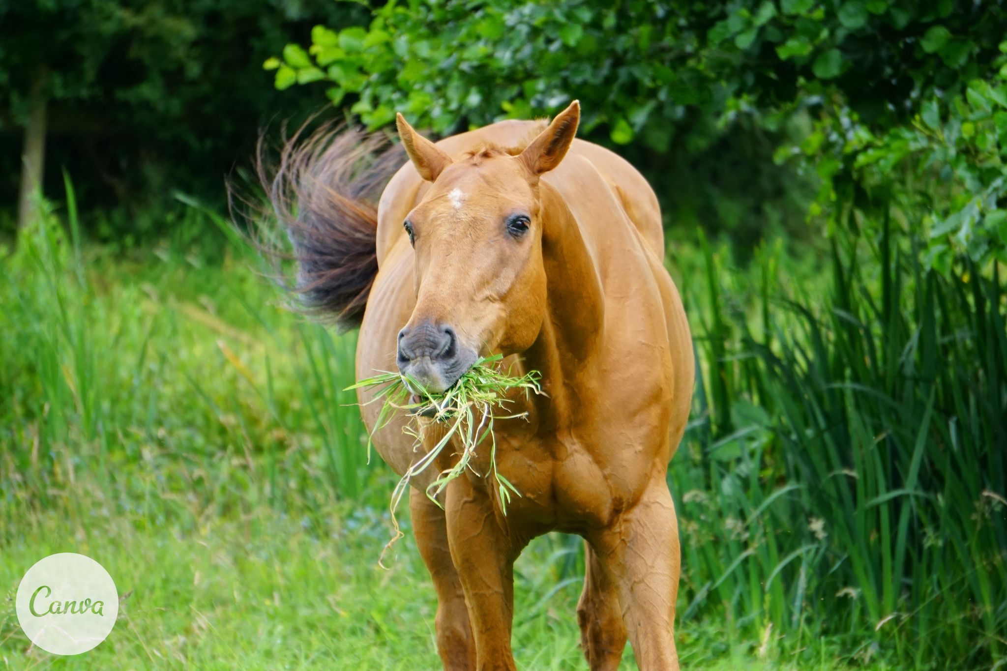 Fact or Fiction: Do Horses Eat Meat? (You'll Be Surprised) - Horse Rookie