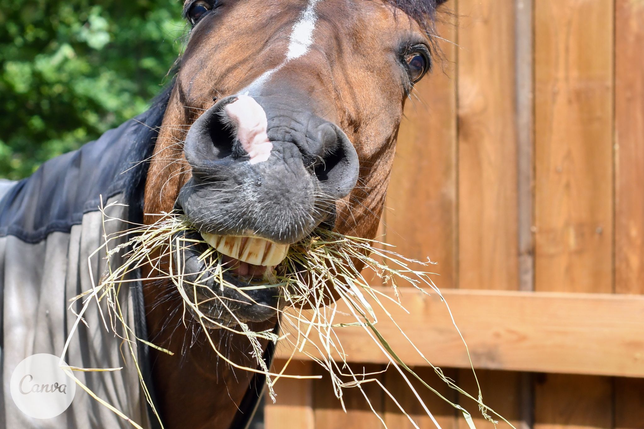 Fact or Fiction: Do Horses Eat Meat? (You'll Be Surprised) - Horse Rookie