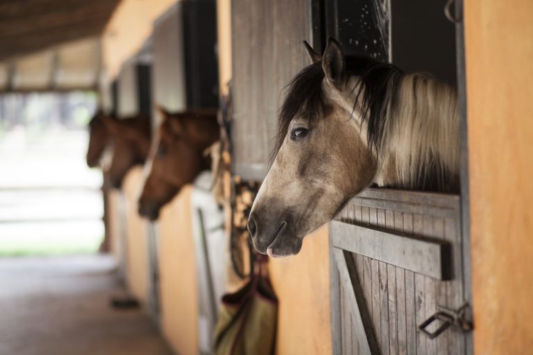 6 Best Equestrian Colleges for Summa Cum Laudable Riding - Horse Rookie