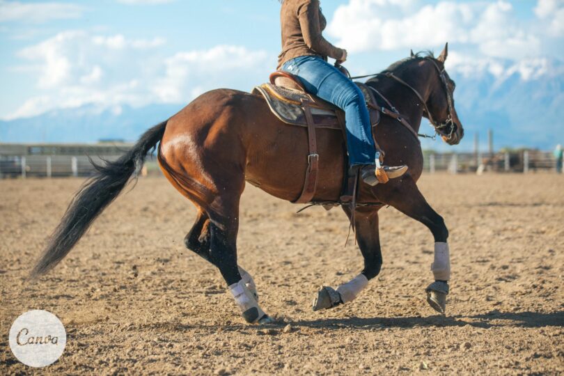16 Common Types of Horse Bits (A Helpful Illustrated Guide) - Horse Rookie