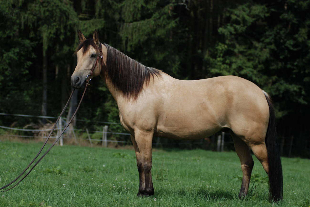 Meet 3 of the Best Horse Breeds for Older Riders - Horse Rookie