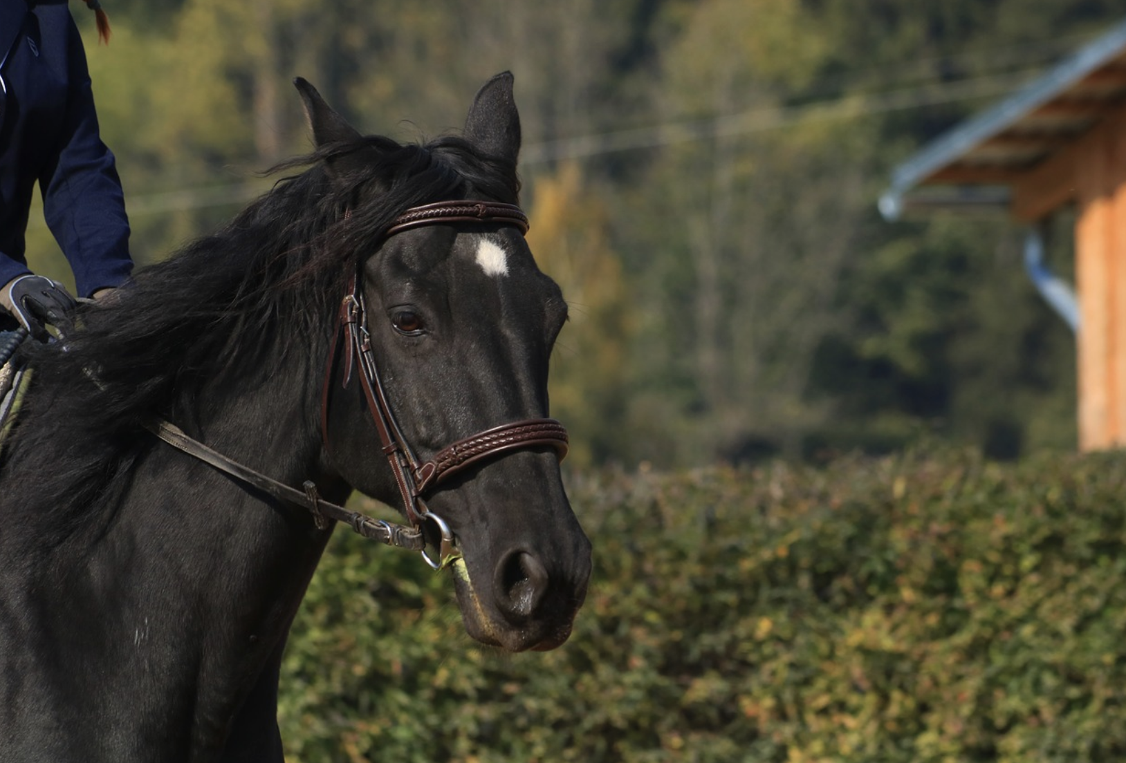 How Much Horses Cost & How You Can Actually Afford One - Horse Rookie