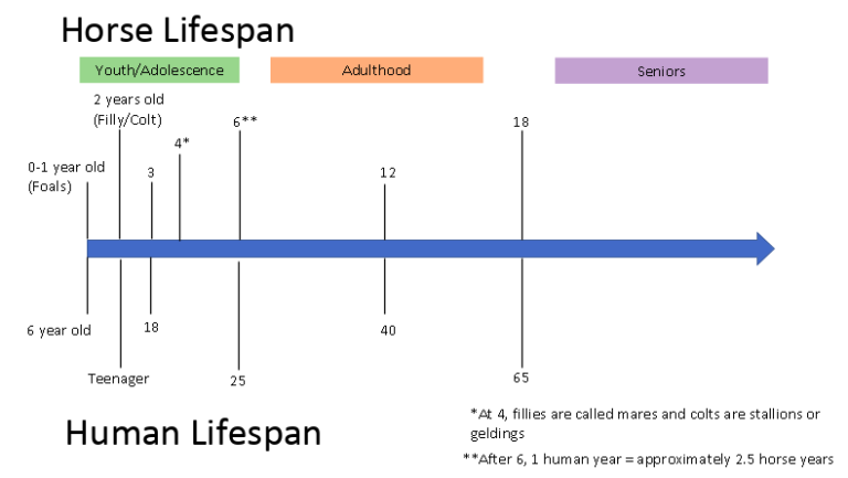 Horse Lifespan 101 Life Stages Teeth Senior Horse Care horse-lifespan-101-life-stages-teeth-senior-horse-care