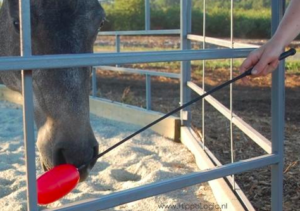 6 Easy Clicker Training Exercises for Horses (With Pictures)