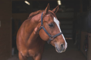 6 Easy Clicker Training Exercises for Horses (With Pictures) - Horse Rookie