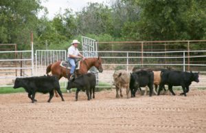 20 Different Types of Western Riding (With Video Examples) - Horse Rookie