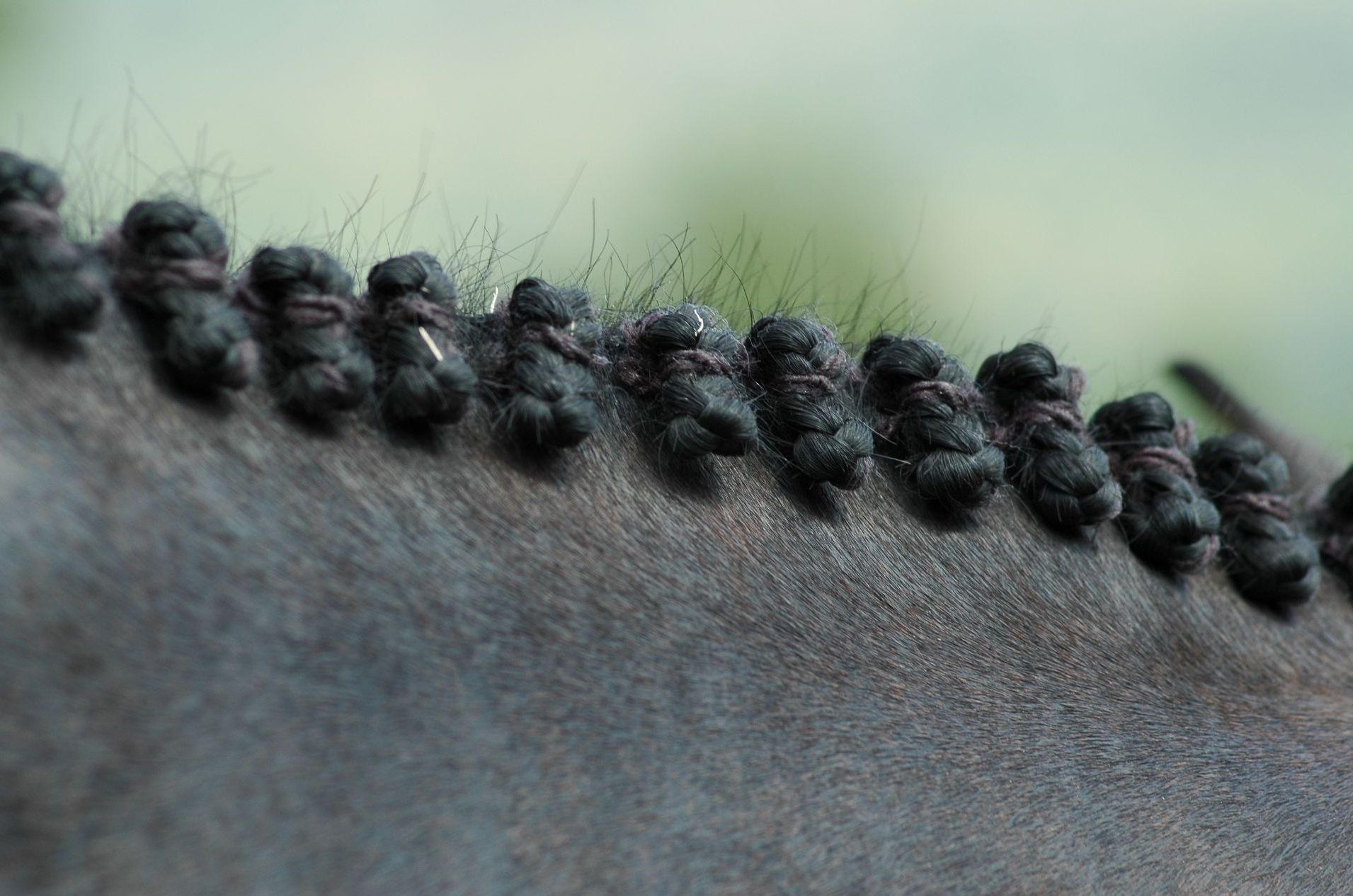 Expert Tips on How to Create the 3 Easiest Mane Braids - Horse Rookie