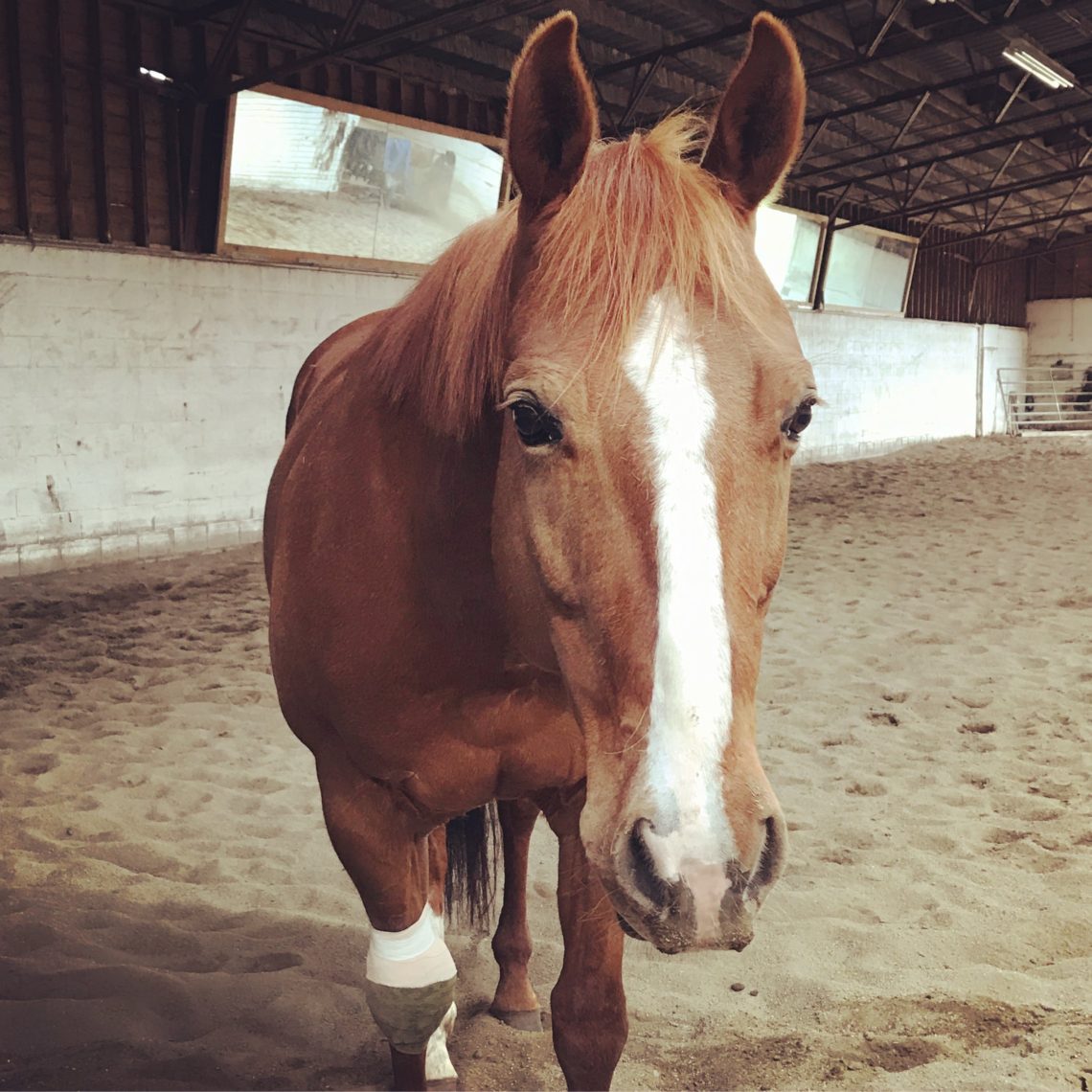 SaddleBox Unpacked: Horse Subscription Box Review + Pics - Horse Rookie