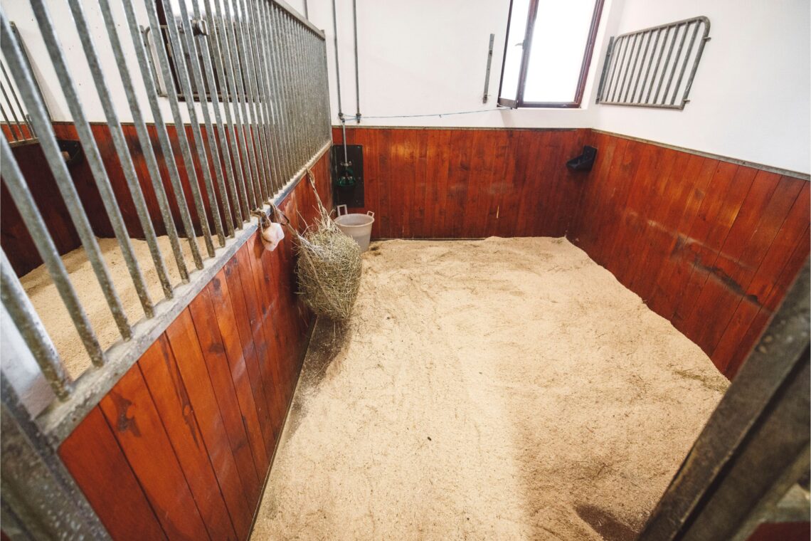 Equine Shelter 101: Do all horses need a stable? - Horse Rookie