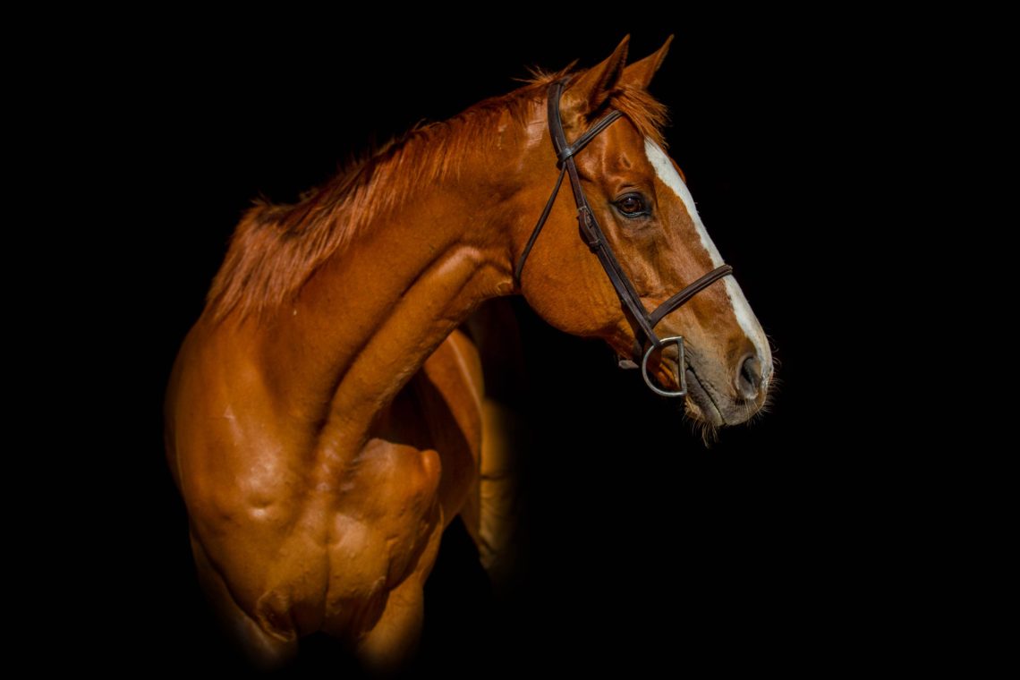 Horse Photography (Pro Tips, Settings, Editing, Examples) - Horse Rookie