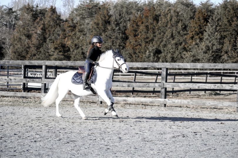 12 Pointers for Jumping Crossrails with Confidence - Horse Rookie