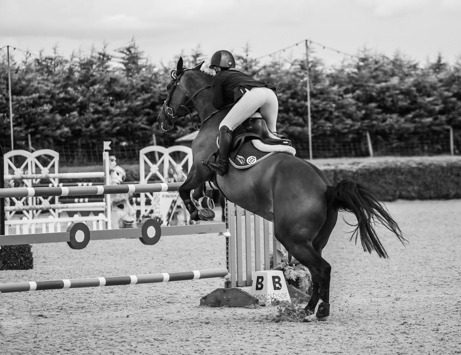 3 Easy Tips: How to Approach a Horse Jump for Beginners - Horse Rookie