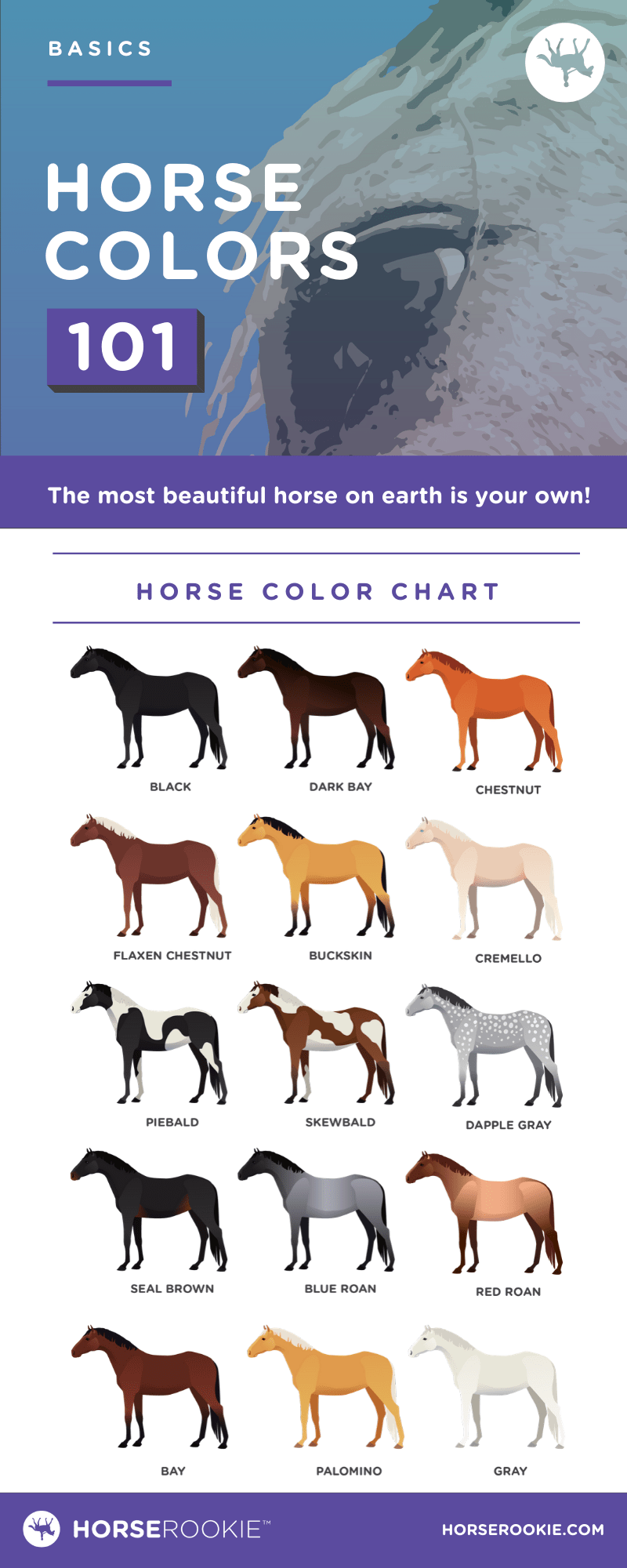 Horses 101 (Fun Facts, Breeds, Cost, Care, Riding, Etc.) - Horse Rookie