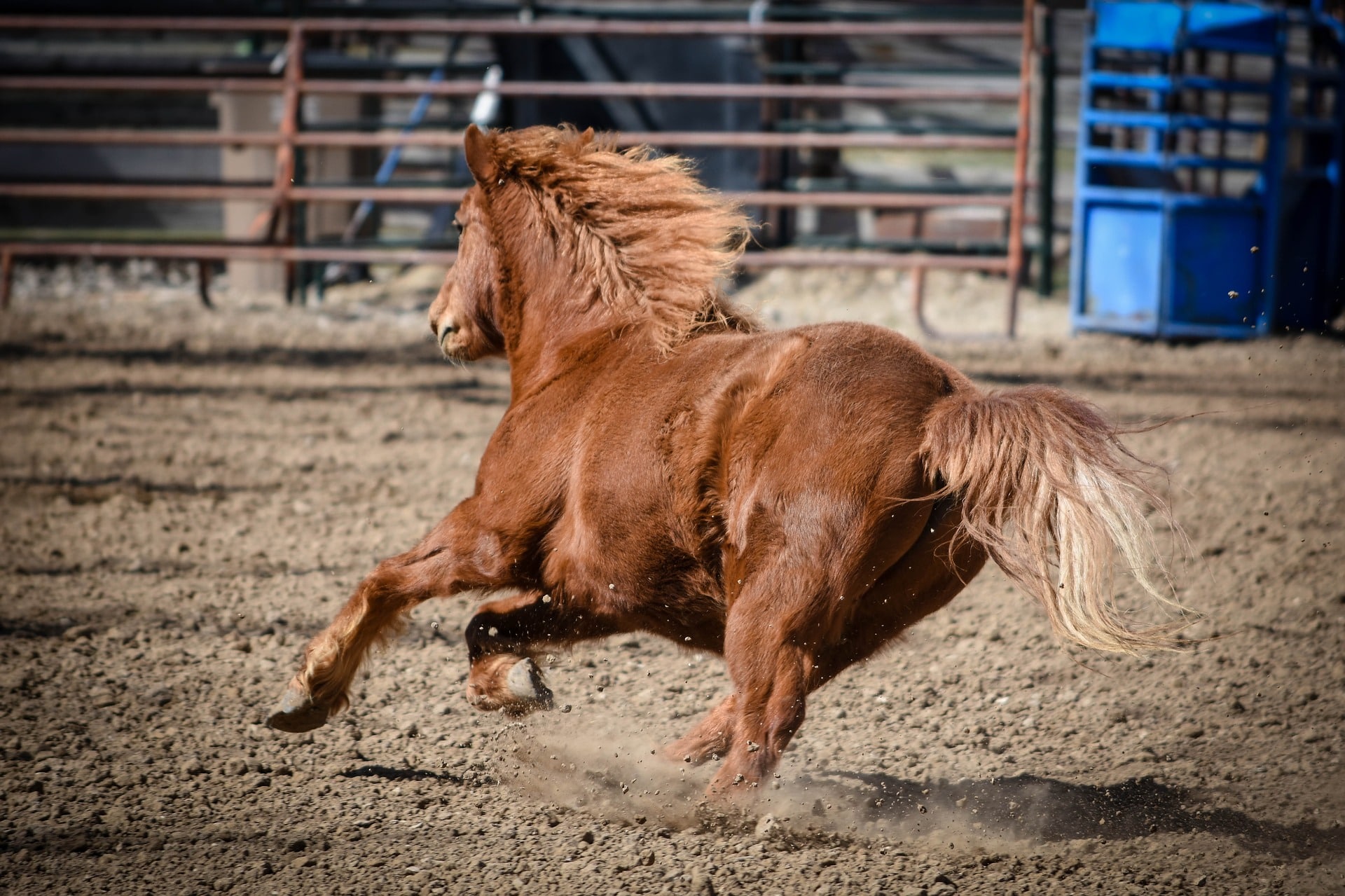 Horses 101 (Fun Facts, Breeds, Cost, Care, Riding, Etc.) - Horse Rookie