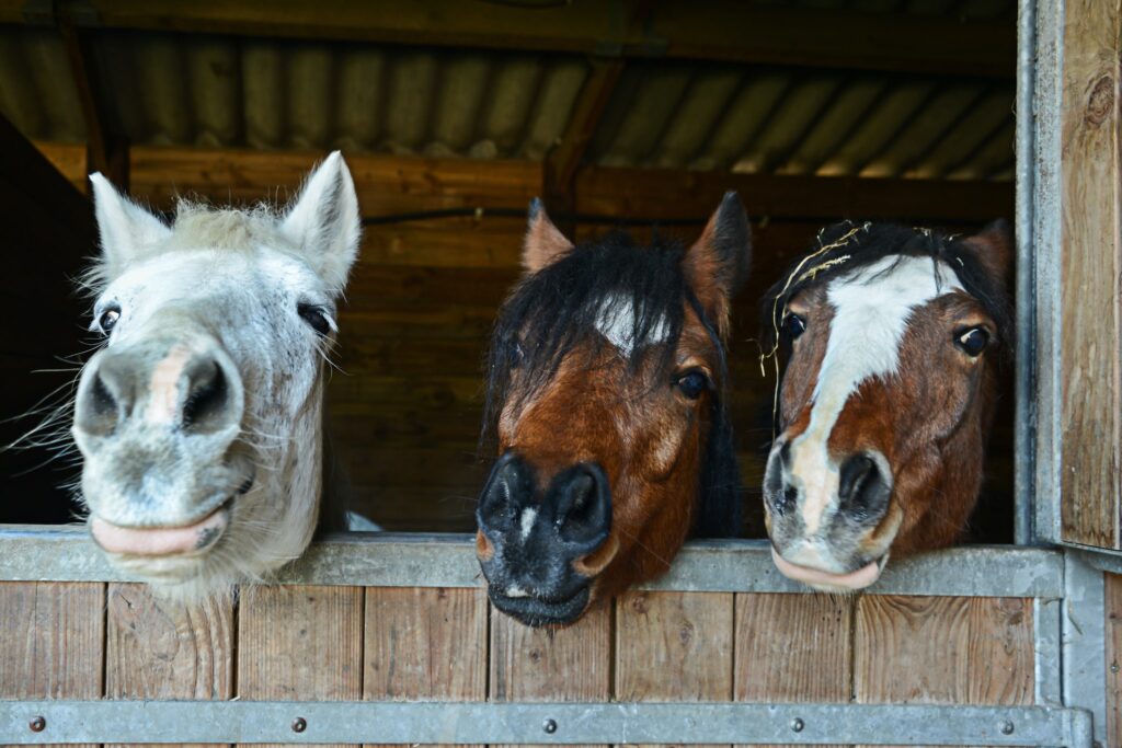 8 Incredible Equestrian Instagram accounts - Horse Rookie