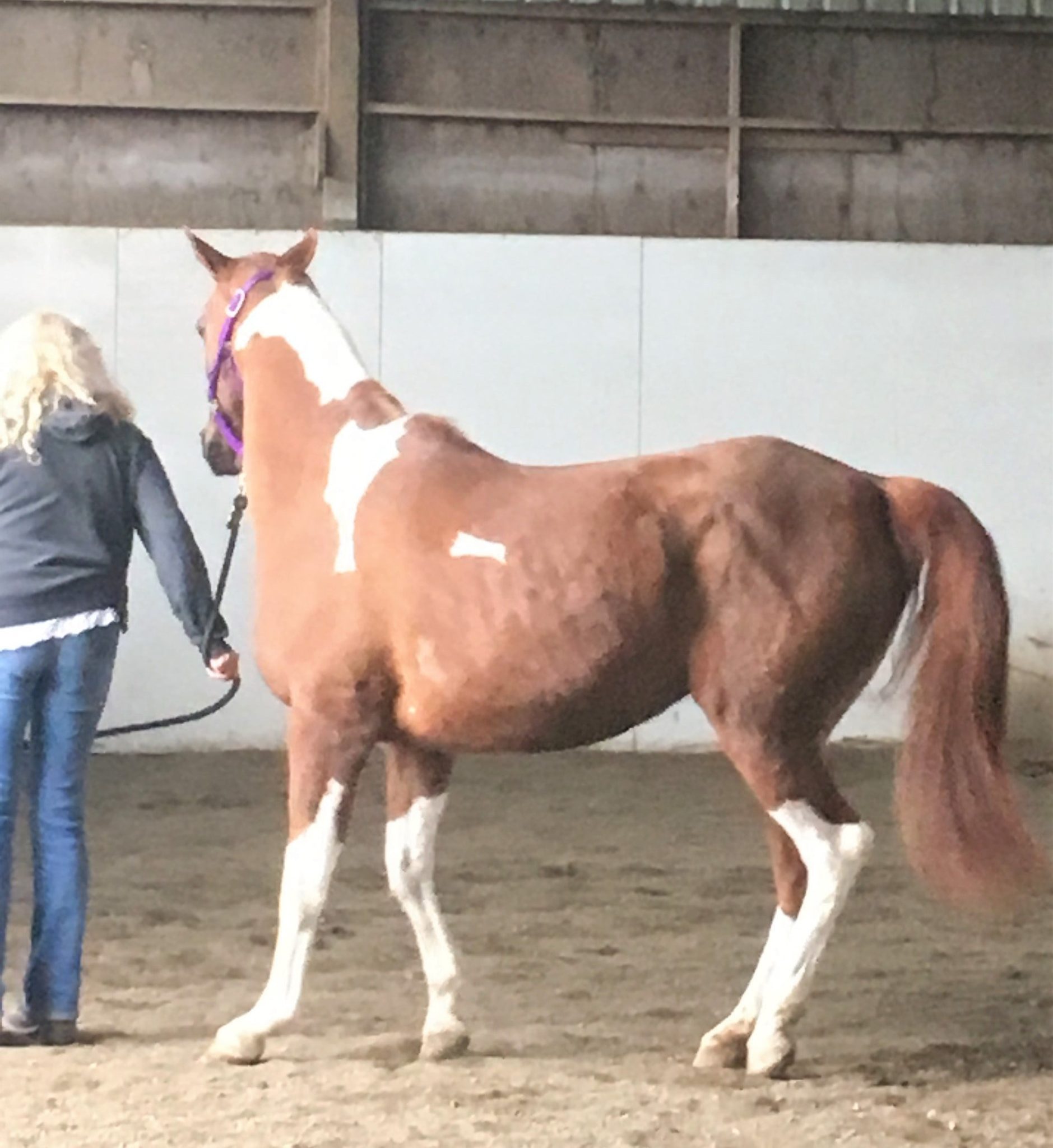 Case Study: Rose - Session Two - Horse Rookie