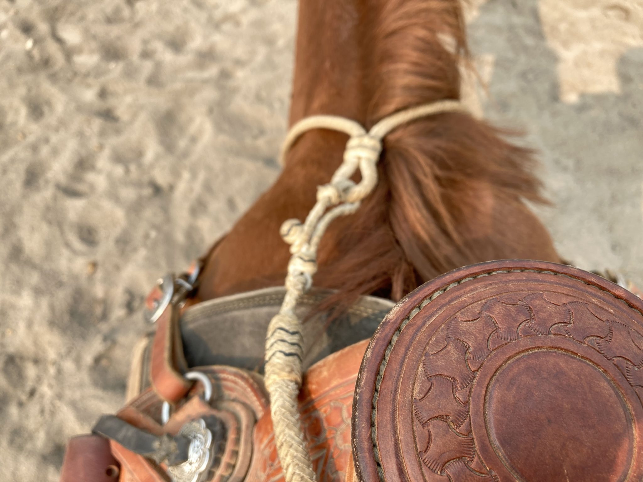 Surgery and Slings: Just Another Day Around Horses - Horse Rookie