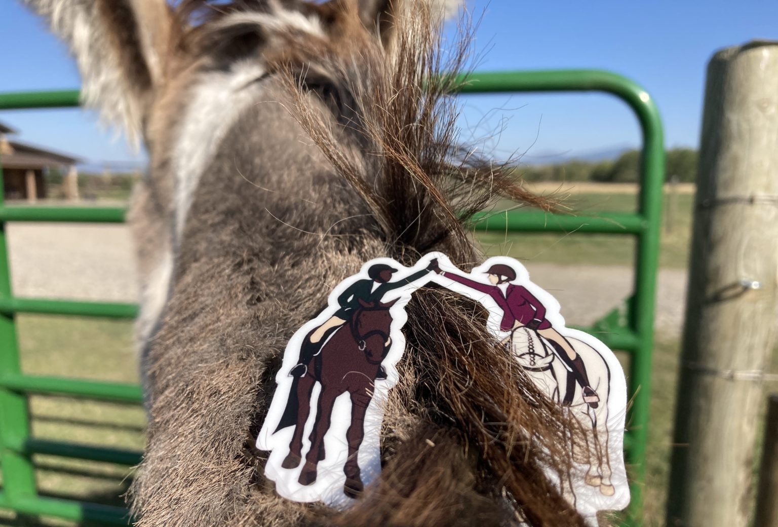 Small Business Spotlight: The Positive Equestrian - Horse Rookie