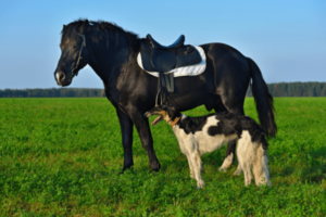 6 Tail-Waggin' Tips for Horse Riding With Your Dogs - Horse Rookie