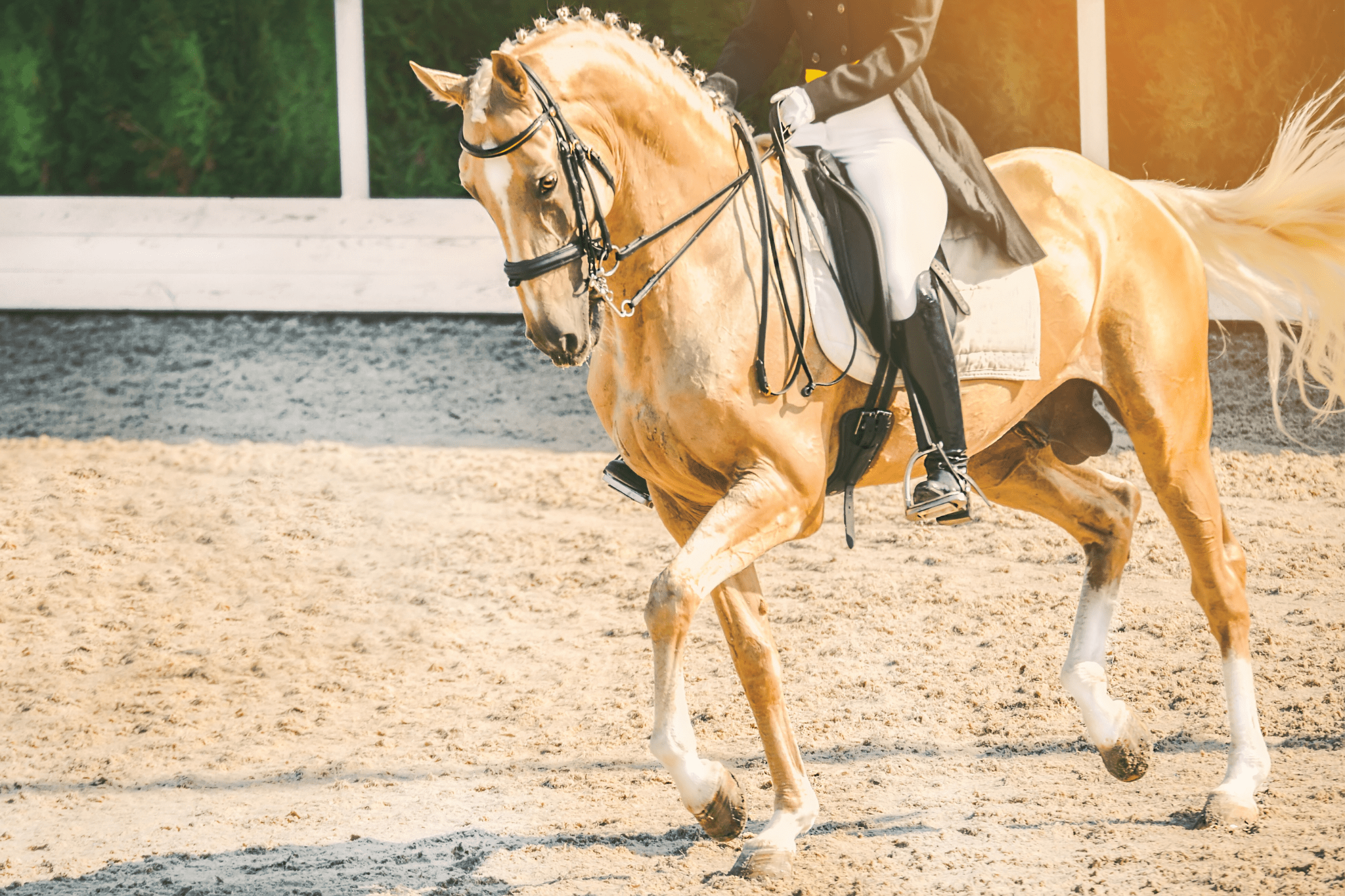 Dressage Circle of the Aids: A Simple Explanation - Horse Rookie