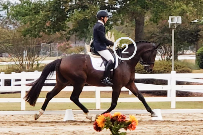 Dressage Circle of the Aids: A Simple Explanation - Horse Rookie