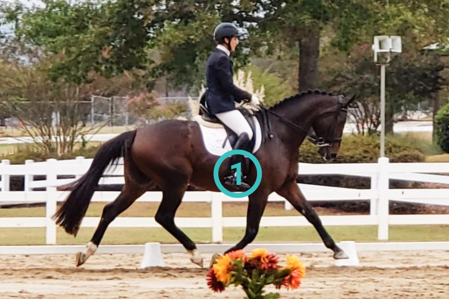 Dressage Circle of the Aids: A Simple Explanation - Horse Rookie