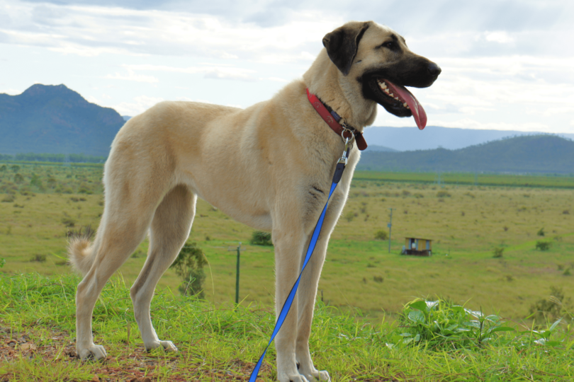 Fido Meets Filly: 8 Best Barn Dog Breeds - Horse Rookie