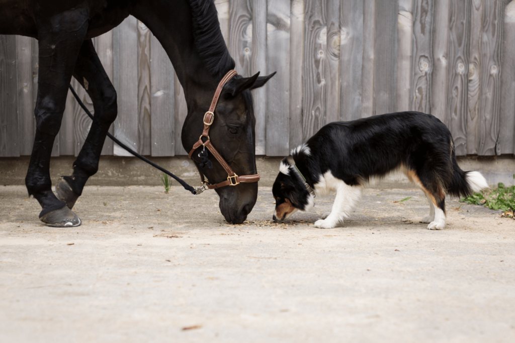 Fido Meets Filly: 8 Best Barn Dog Breeds - Horse Rookie