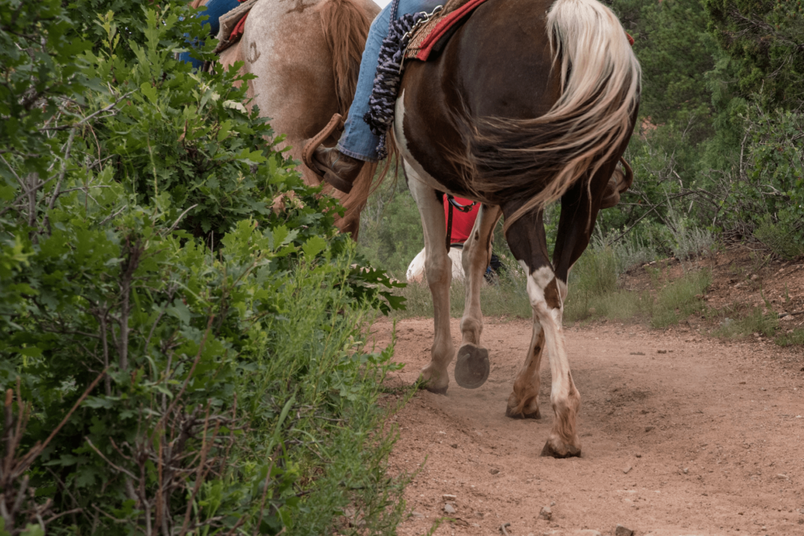 7 Best Boots for Horse Trail Riding in Harmony - Horse Rookie