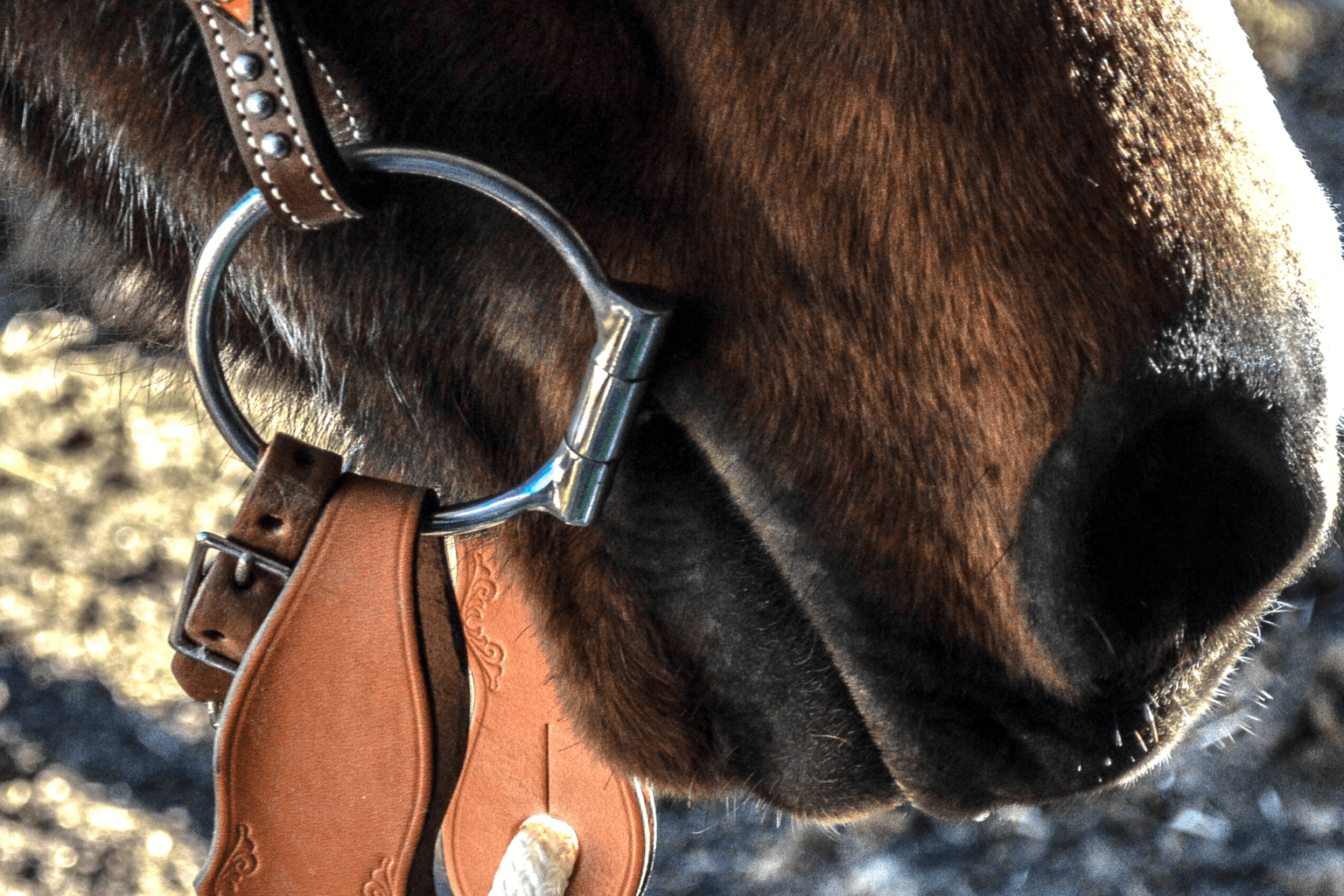 6 Best Horse Bits For Beginners (English and Western) - Horse Rookie
