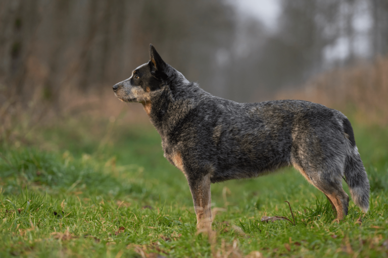 Fido Meets Filly: 8 Best Barn Dog Breeds - Horse Rookie