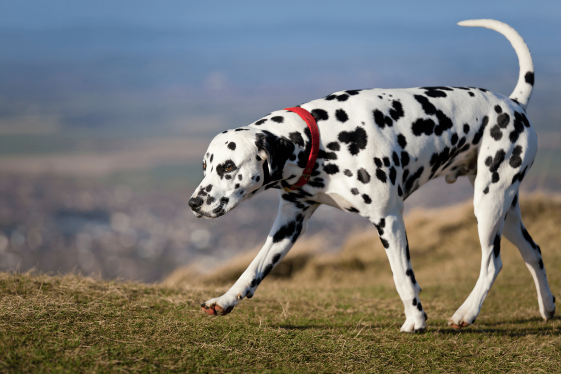 Fido Meets Filly: 8 Best Barn Dog Breeds - Horse Rookie