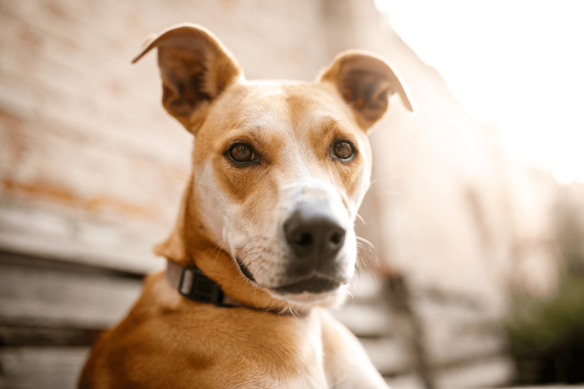 Fido Meets Filly: 8 Best Barn Dog Breeds - Horse Rookie