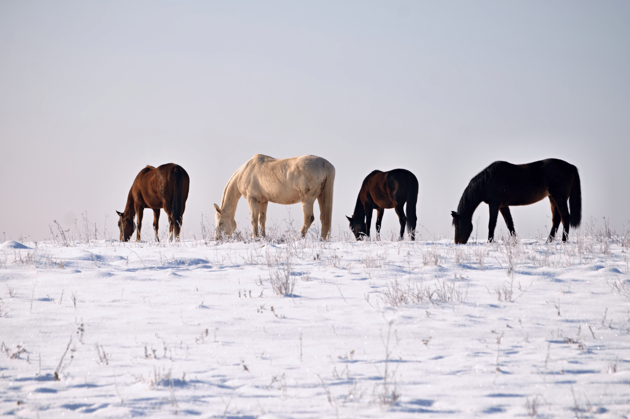 Hard Keepers Made Easy: Horse Weight Gain for Beginners - Horse Rookie