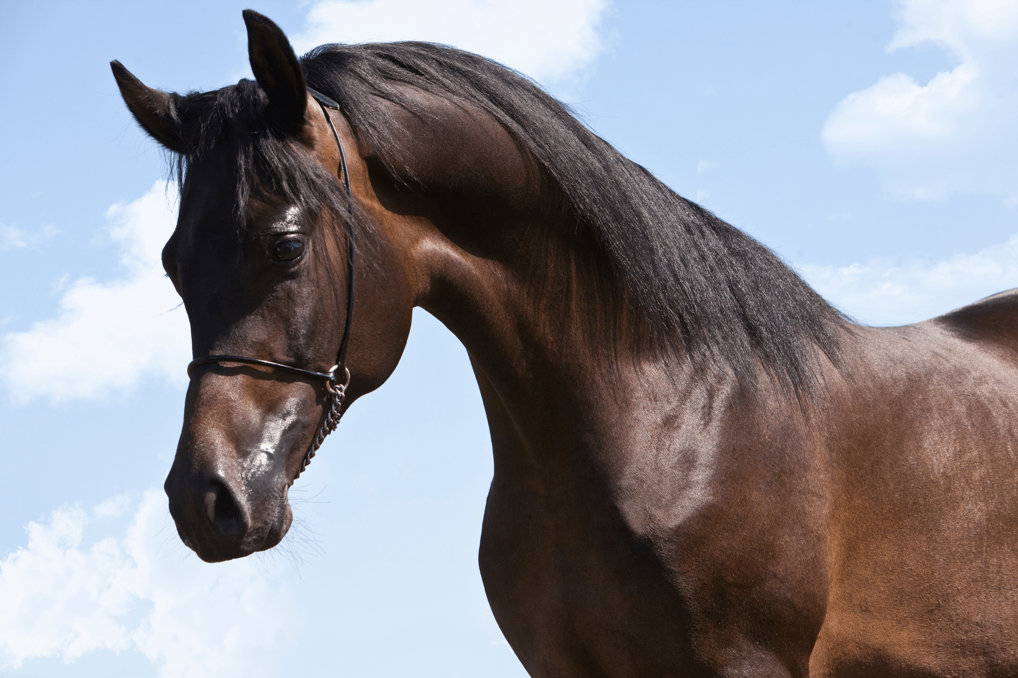 Arabian Horse Lifespan 101 (Helpful Beginner’s Guide) - Horse Rookie
