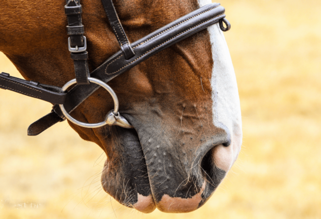 5 Best Horse Bits for Trail Riding Success