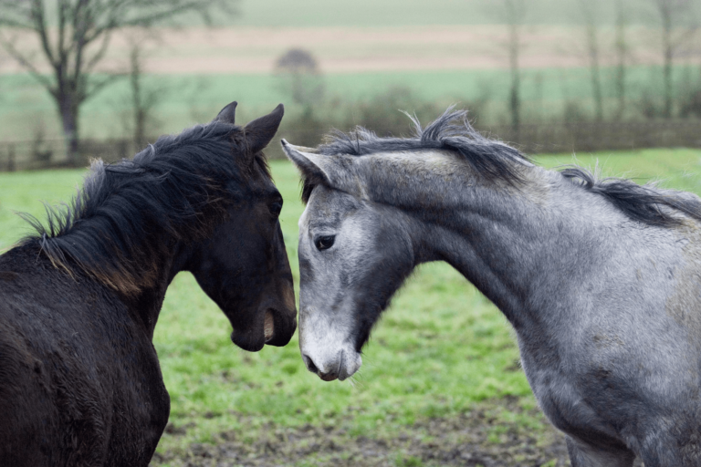 How to Care for a Yearling Horse (Feed, Training, etc.) - Horse Rookie