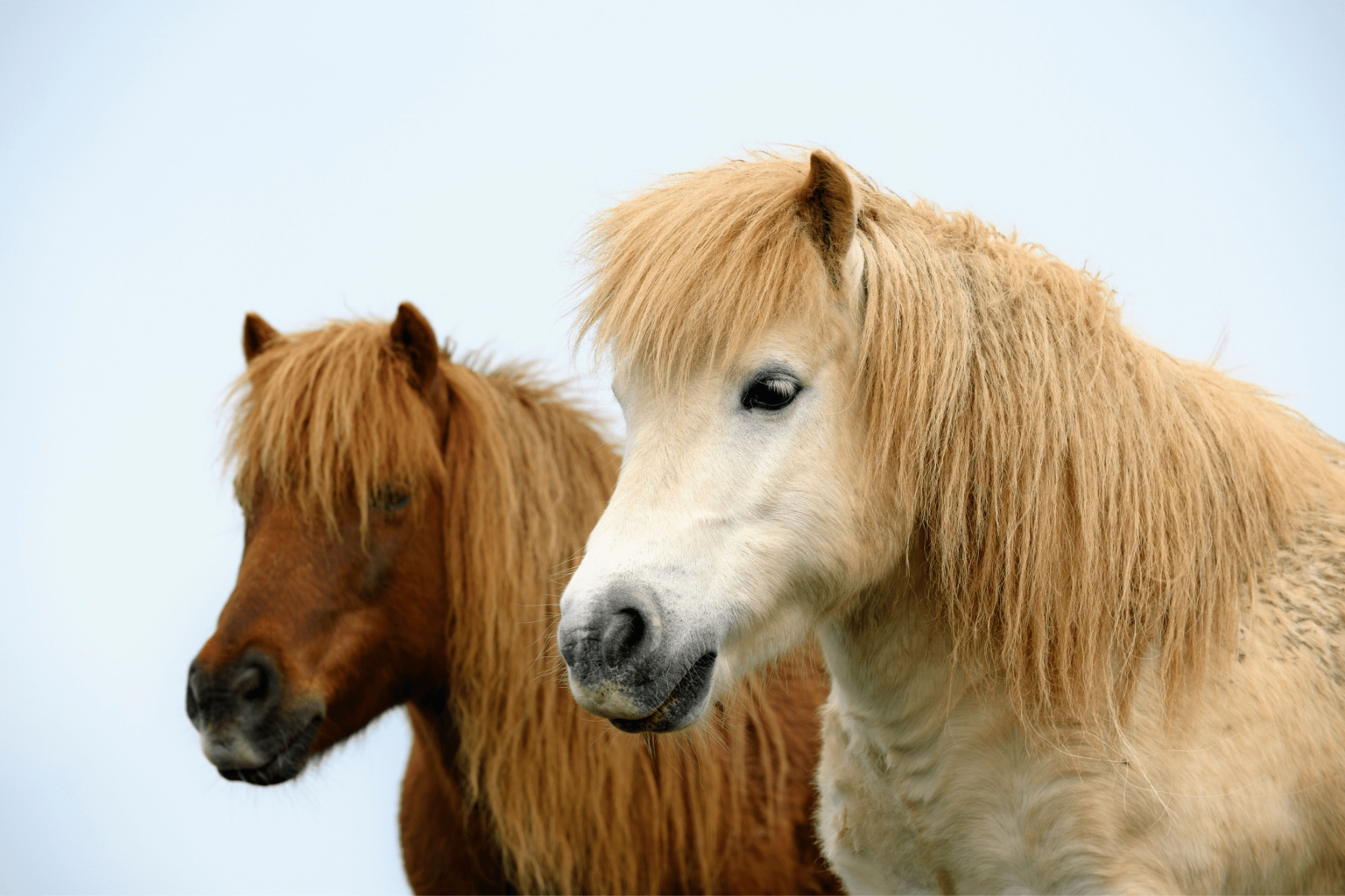 All About Shetland Ponies (facts, lifespan, care, etc.)