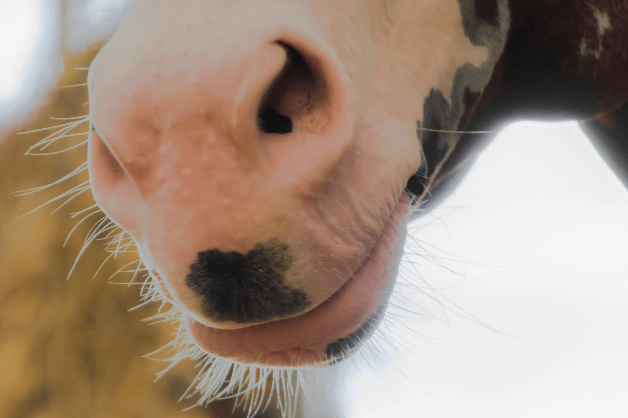Which Herbs and Vegetables to Feed Your Horse (And Why) - Horse Rookie