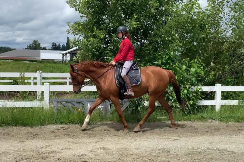 25 Tips to Take Your Show Jumping from Average to Awesome - Horse Rookie