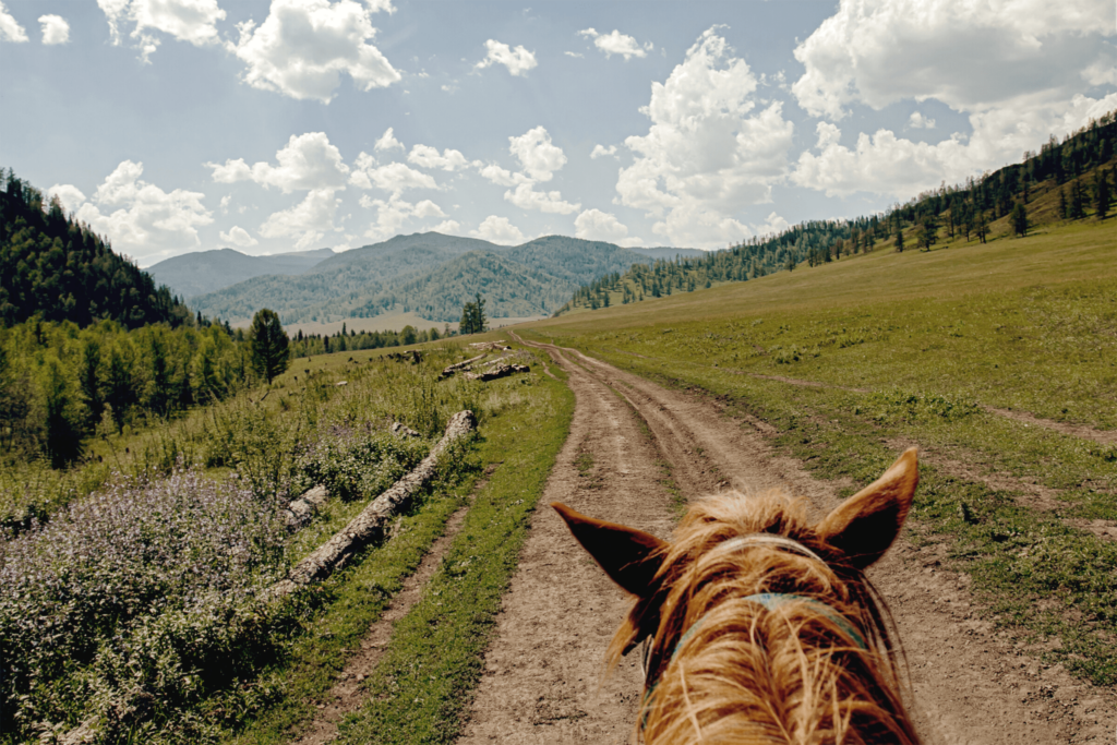 10 Best Horse Breeds for Trail Riding in Tranquility - Horse Rookie