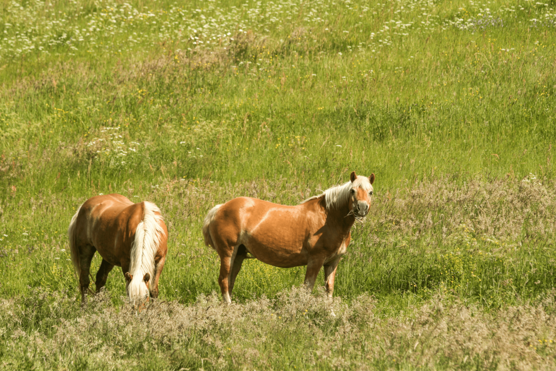 10 Best Horse Breeds for Trail Riding in Tranquility - Horse Rookie