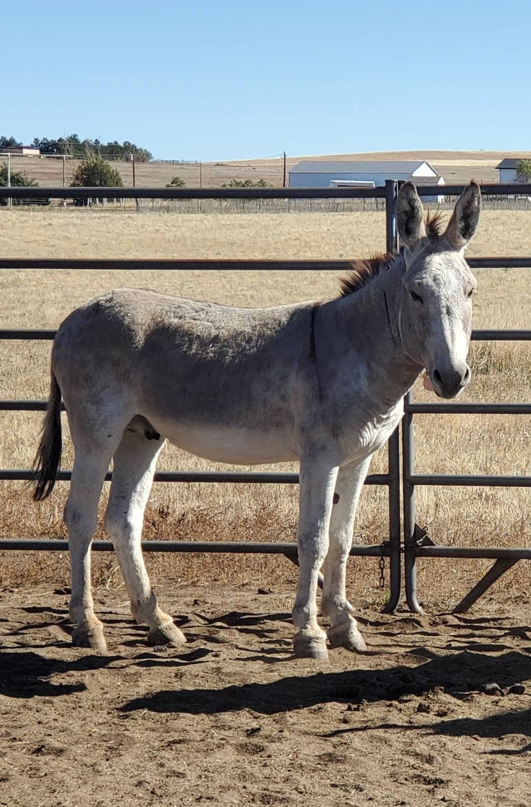How to Adopt a Wild Donkey: A Helpful Beginner's Guide - Horse Rookie